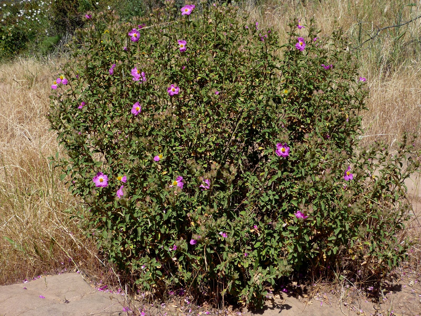 .Un Poquito de Todo: Infusiones: Cistus Incanus