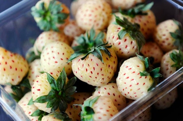 WHAT IS A PINEBERRY? |The Garden of Eaden