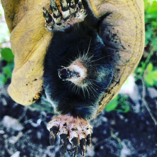 Spring Mole Catching