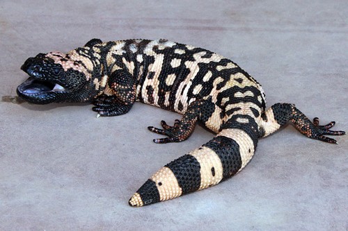 10 Hewan Terlamban di Dunia