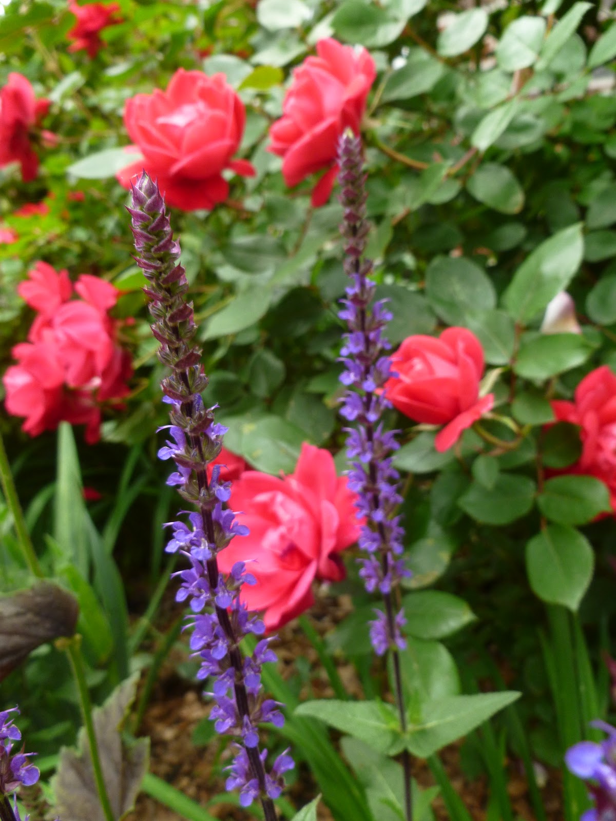 Kim's Flower, Fruit, and Vegetable Garden