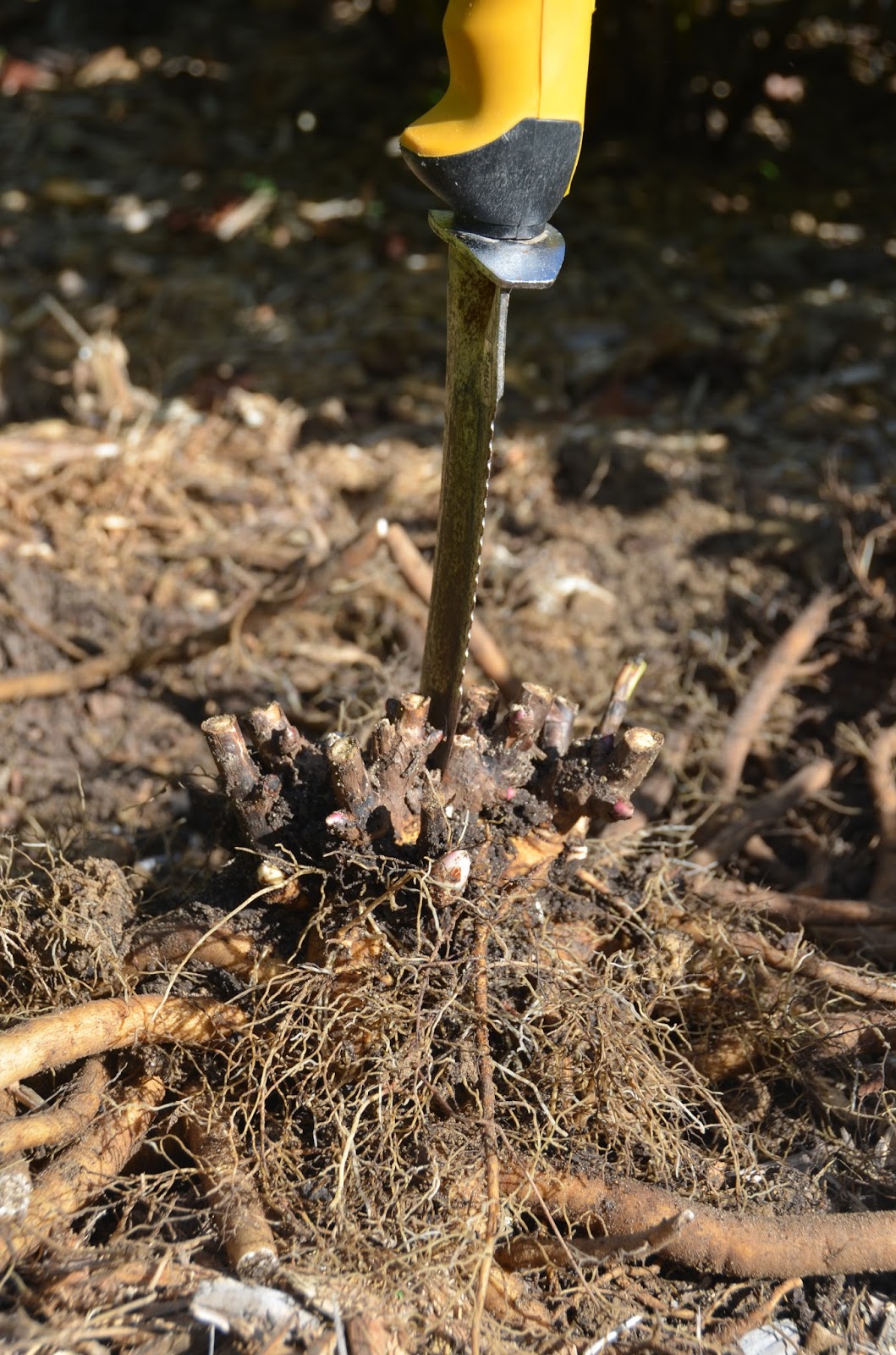 Southern Peony: 2015 How to Divide an Intersectional Peony