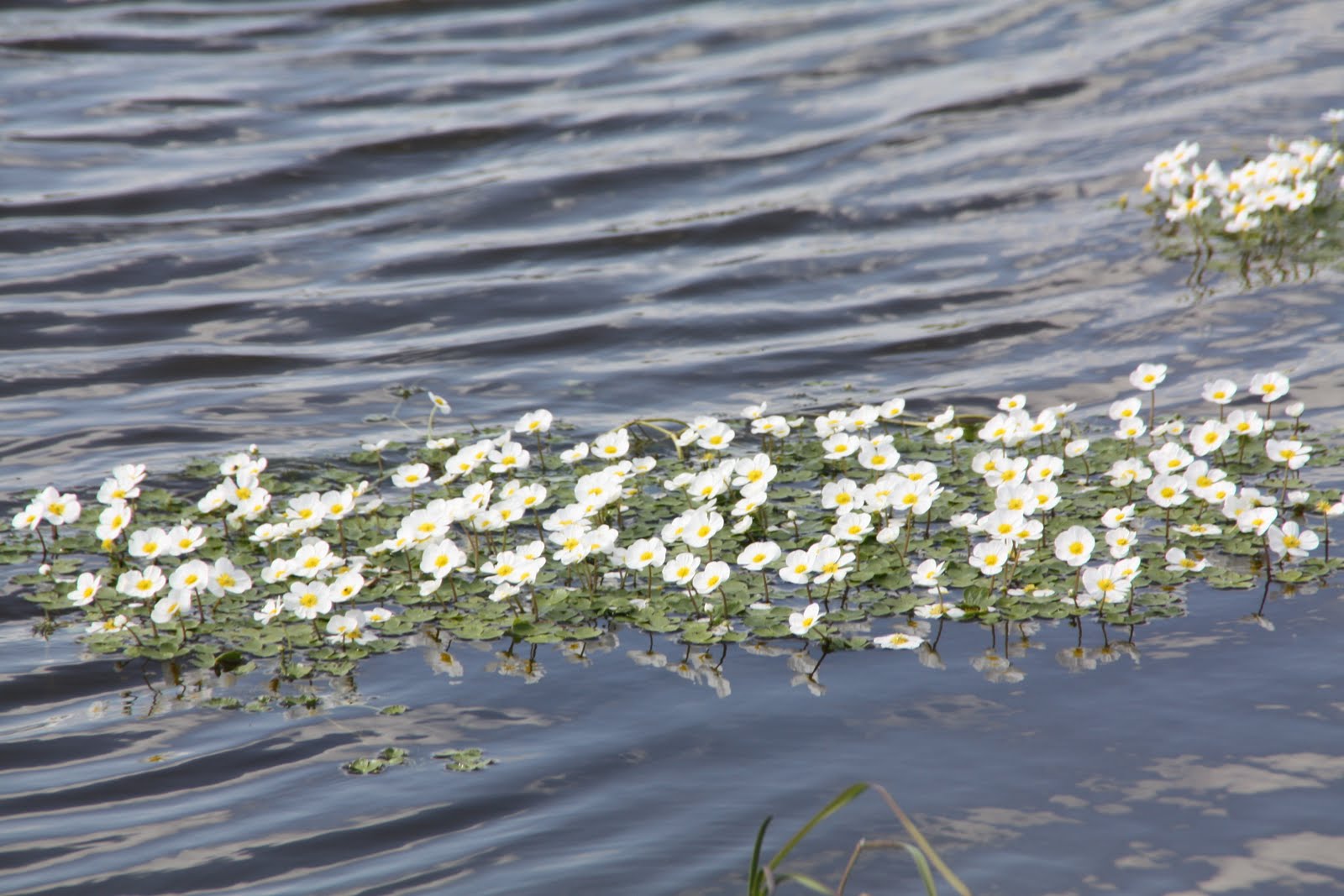 Flores Naturales: Flores de agua