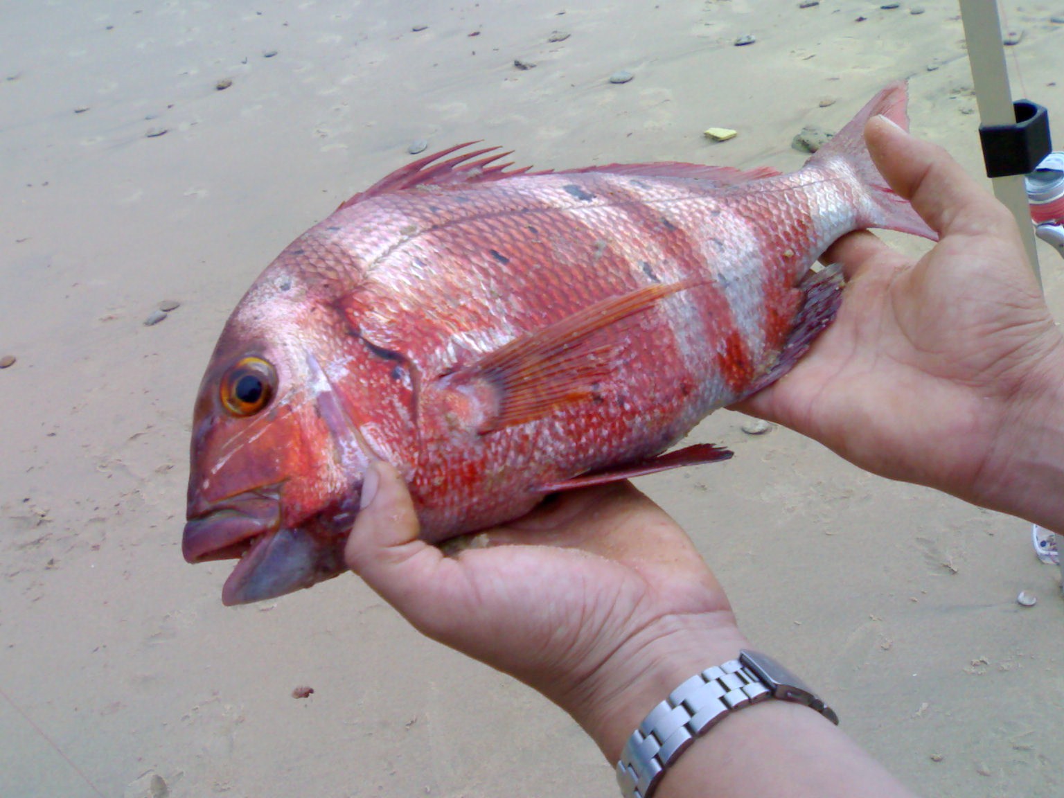MIRANDO AL MAR: COMIENZA LA TEMPORADA 2009 ; HURTA DE 1,2 KG