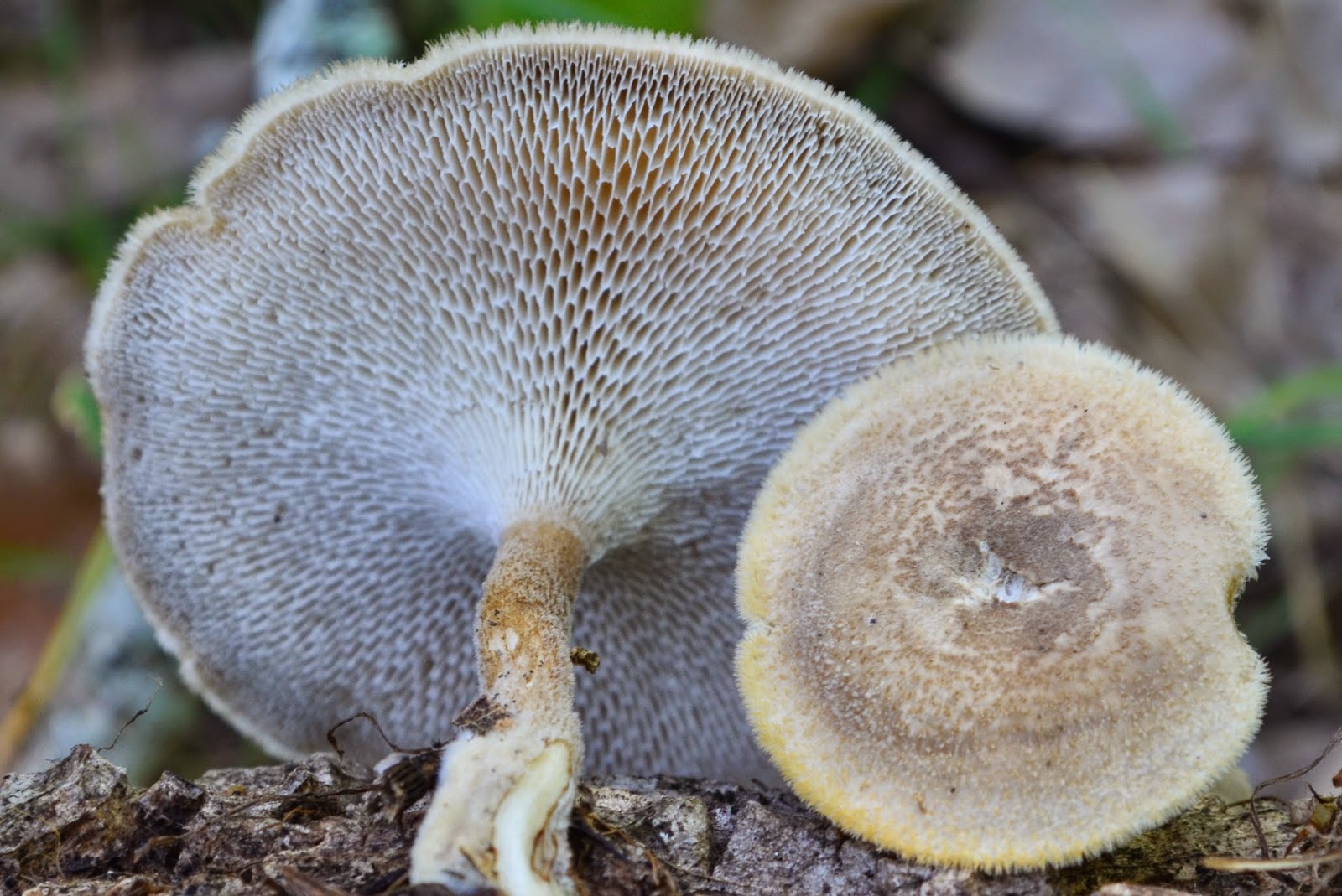 Setas Extremadura : Polyporus Arcularius
