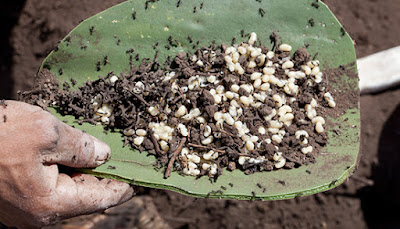 ¿Que son y como se comen los Escamoles? | Gastronomía de Hidalgo ...