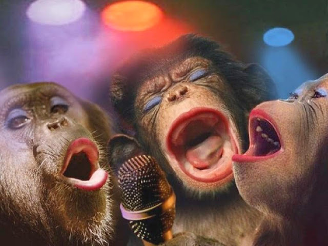 Andy foto natura: Monos graciosos