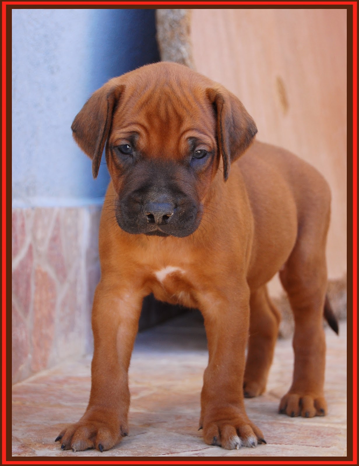 Rhodesian Ridgeback y Vizsla (Braco Húngaro) Criadores España ...