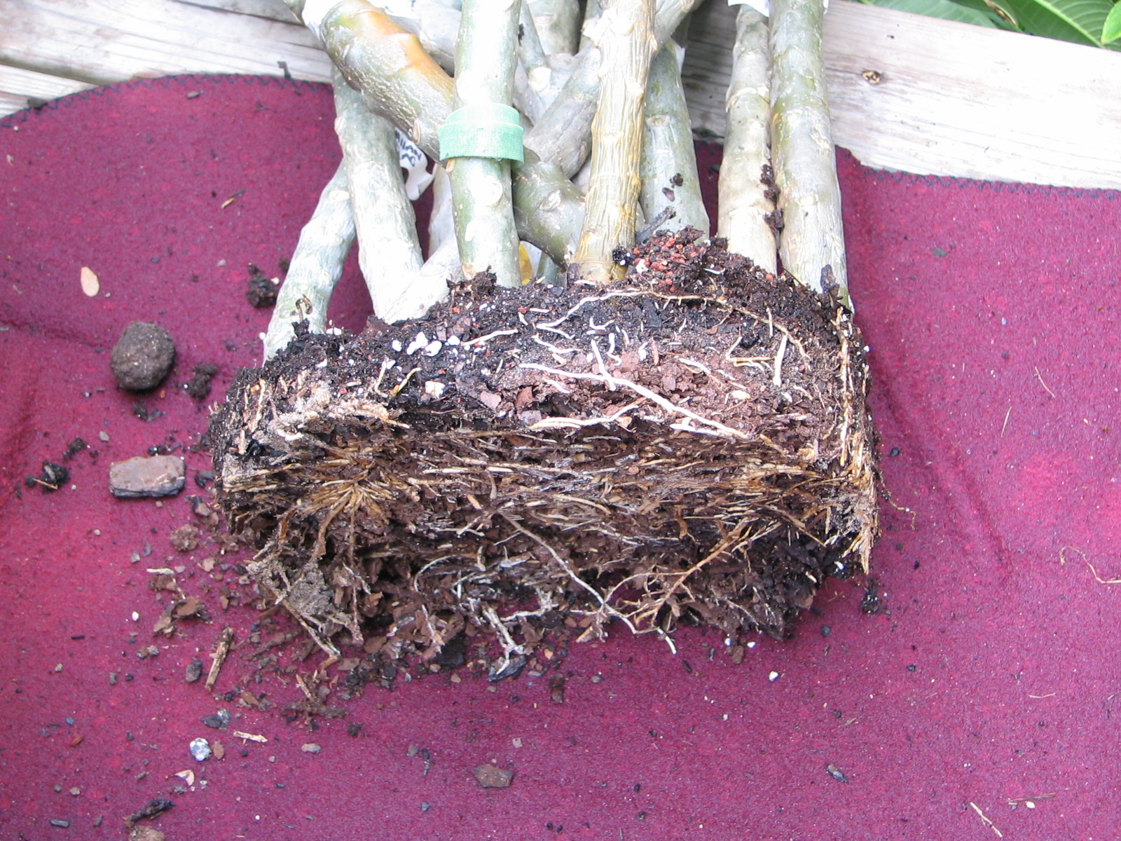 Plumeria Care and Propagation: Rooting with the Texas Two-Step