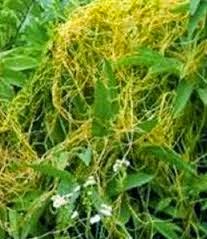 WAHANA GURU: INTERAKSI MAKHLUK HIDUP DENGAN LINGKUNGAN