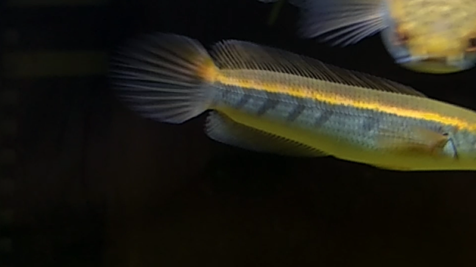 The beginning of flowers, this is how you choose a champion fish