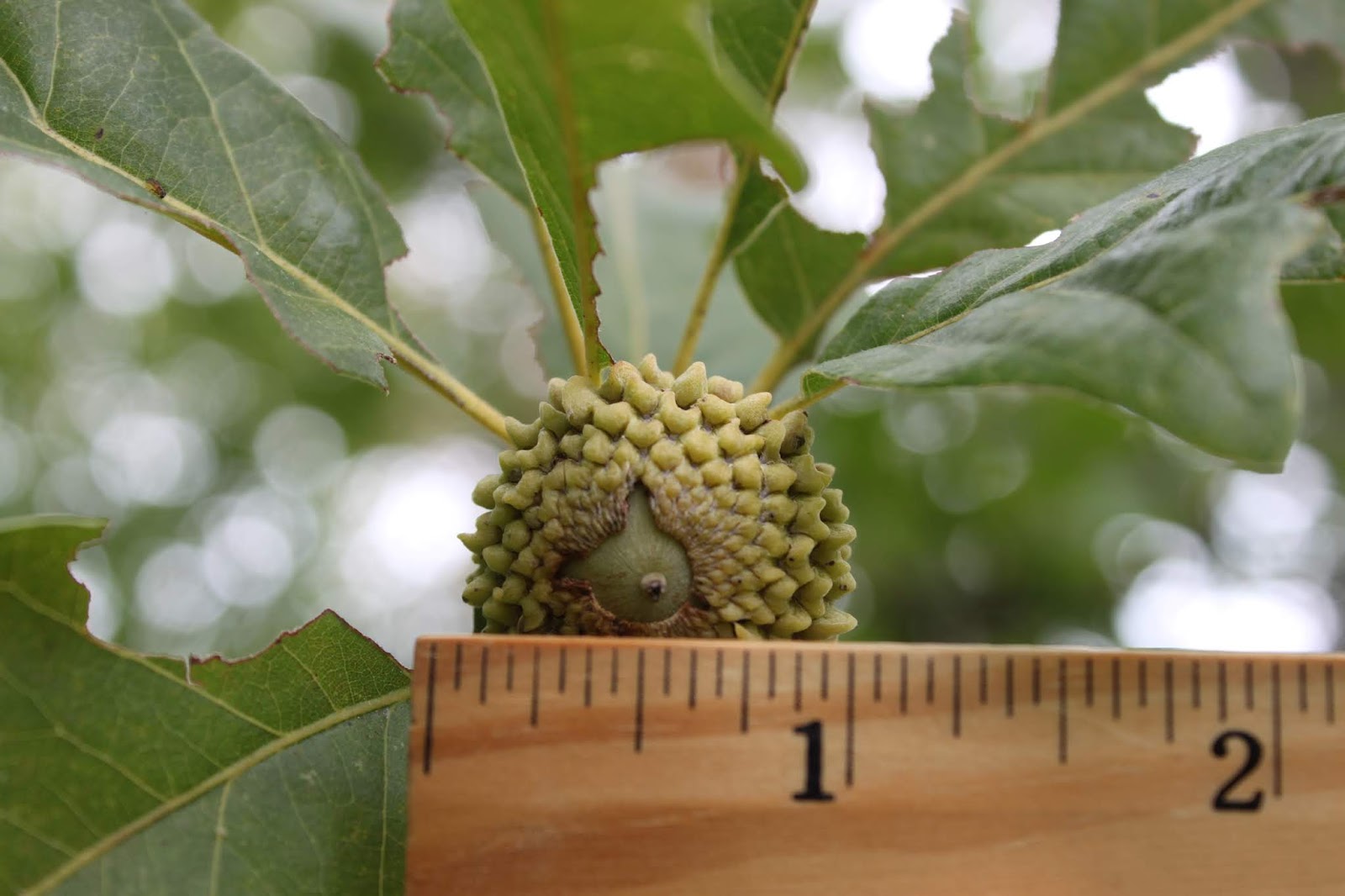 Centenary College Arboretum: Tree of the Week: Overcup Oak (Quercus lyrata)
