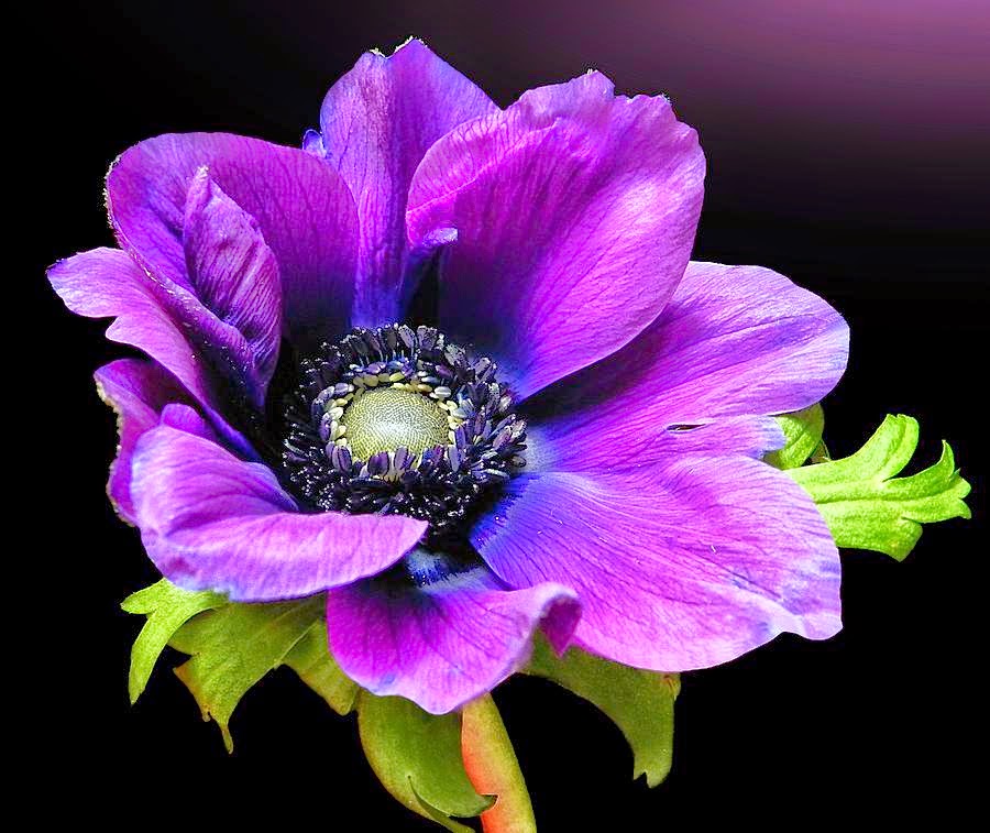 ΑΝΕΜΩΝΕΣ photos - wallpapers (ανανεωμένο) | the fun bank