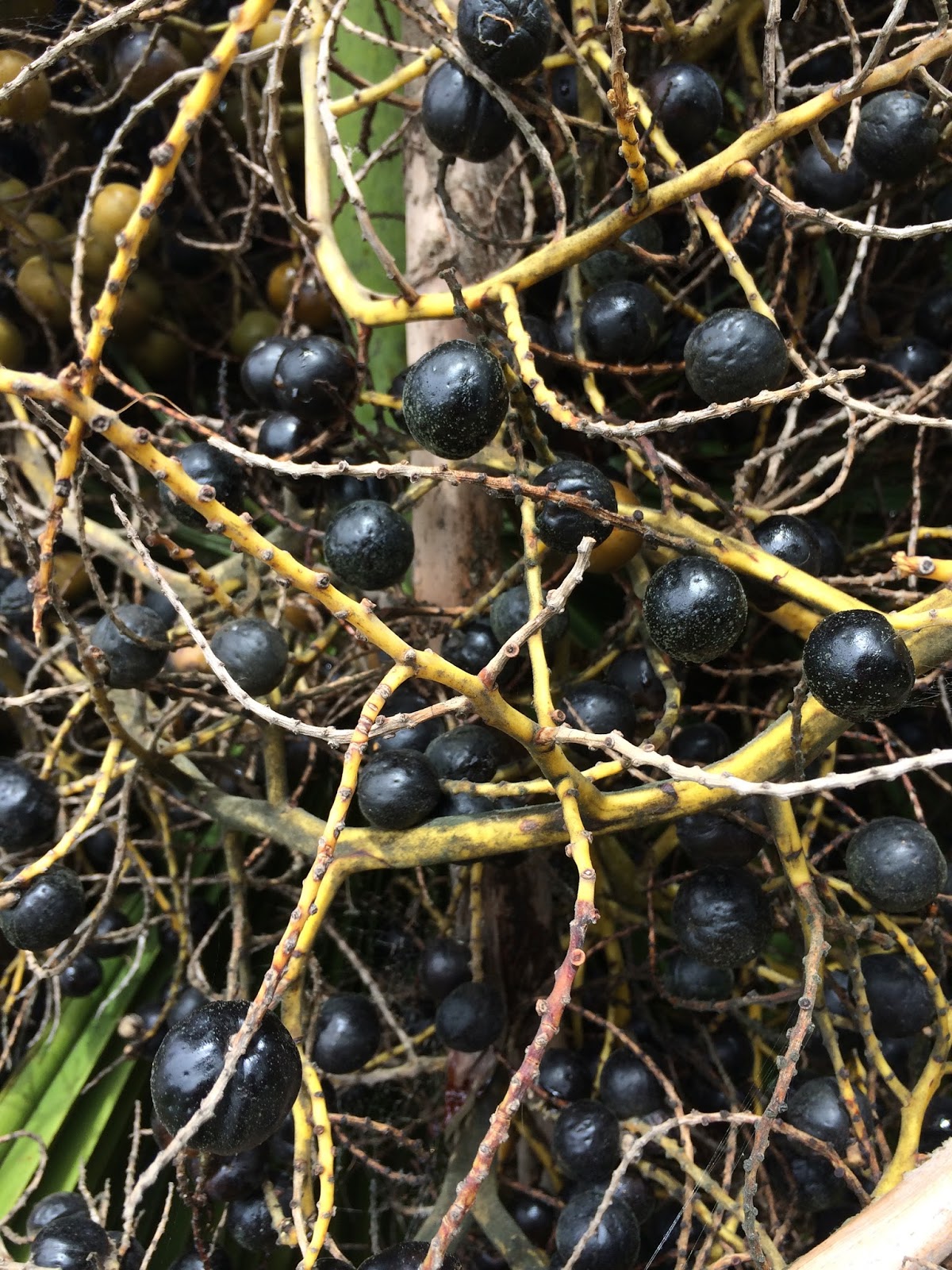 Trees of Santa Cruz County: Brahea edulis - Guadalupe Fan Palm