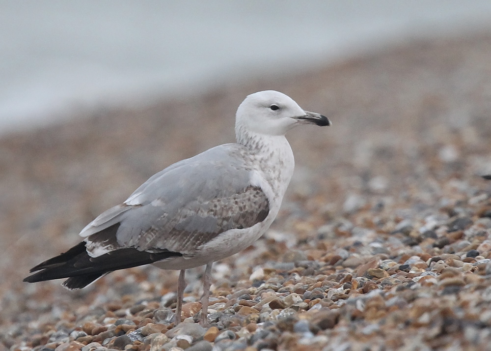 Richard Smith - Birdwatching Days Out: GLAUCOUS GULL, juvenile, CASPIAN ...