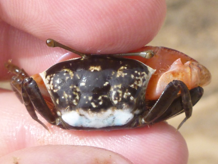 Queensland Coast: Two-toned Fiddler Crabs