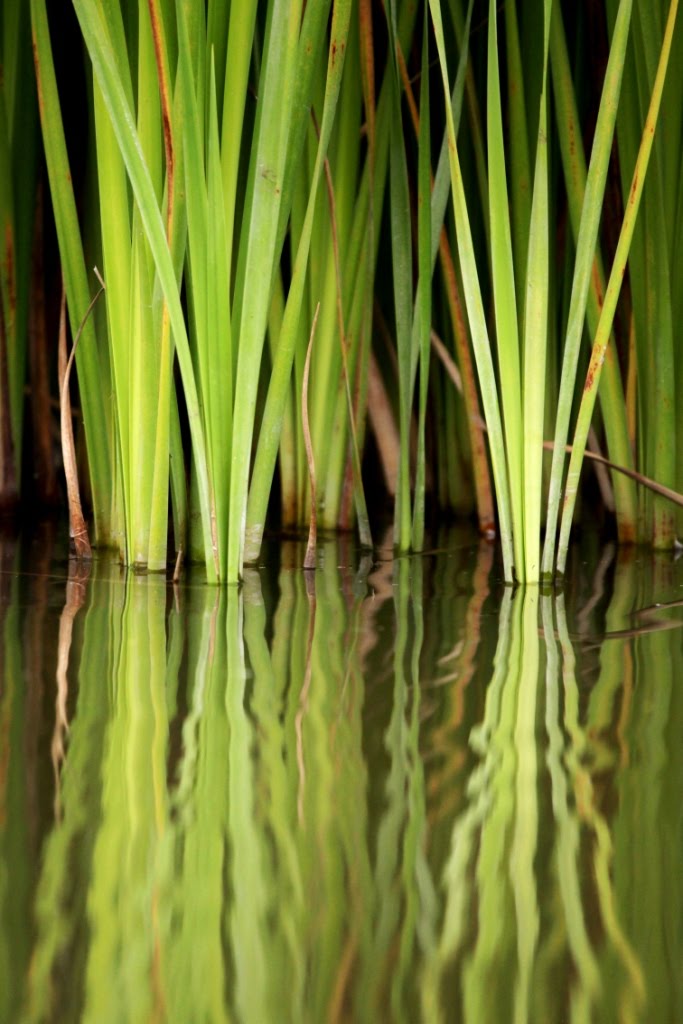 Wild capture: In praise of Raupo