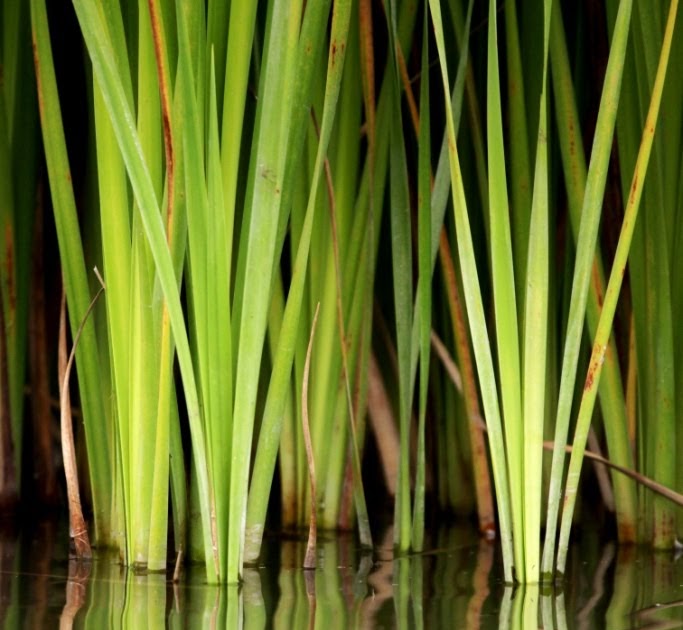 Wild capture: In praise of Raupo