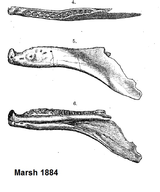 Theropoda: gennaio 2012