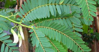 Ayo-Berkebun: Manfaat daun turi untuk kesehatan