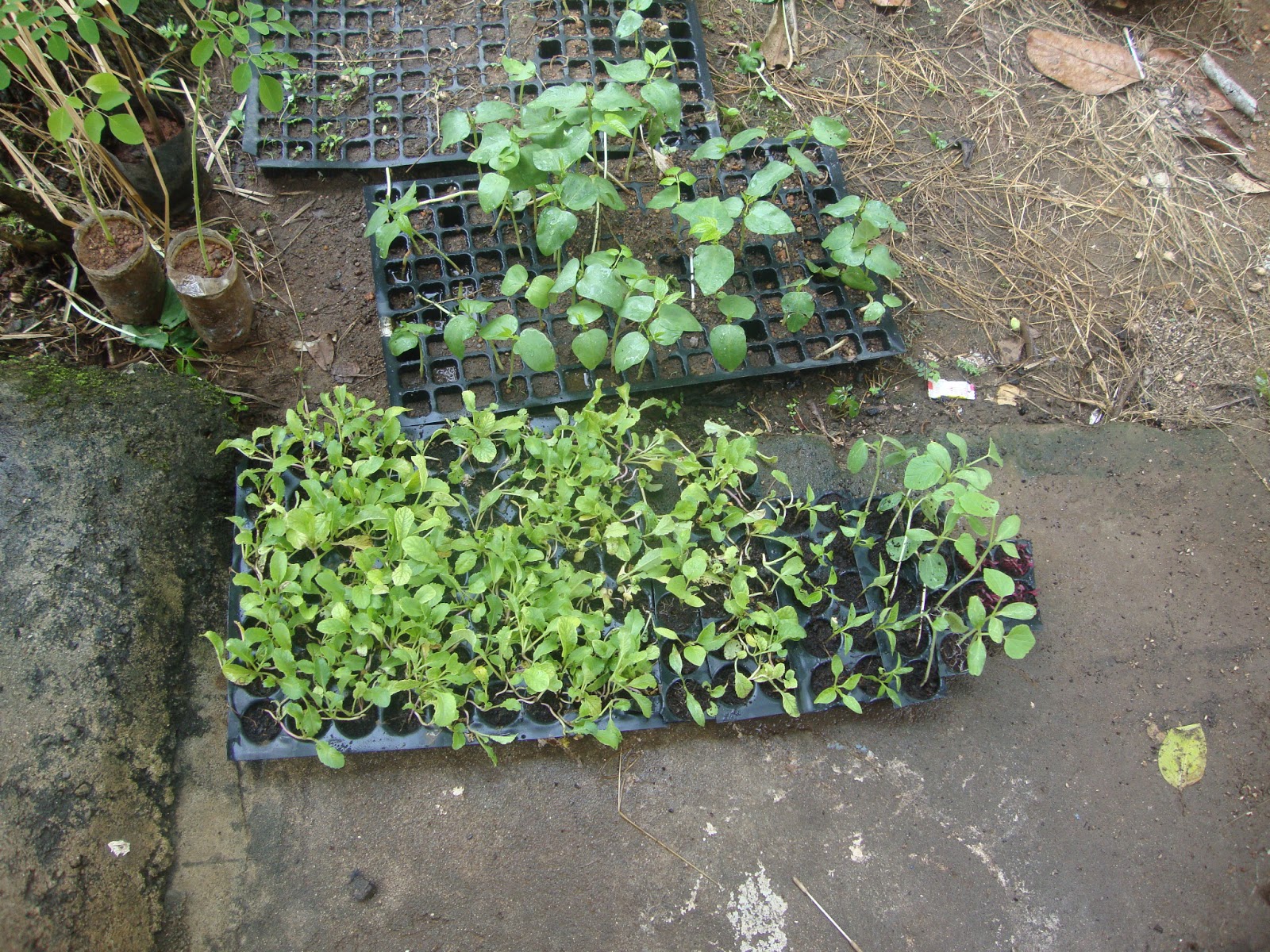 Farming: Pandan leaves or Ramba Leaves or Ramba foy or Biriyani kaitha