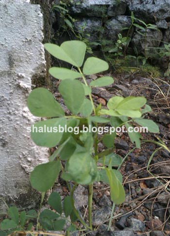 Herbal Medicinal Plants - Ayurveda Sasyangal: Herbal medicines