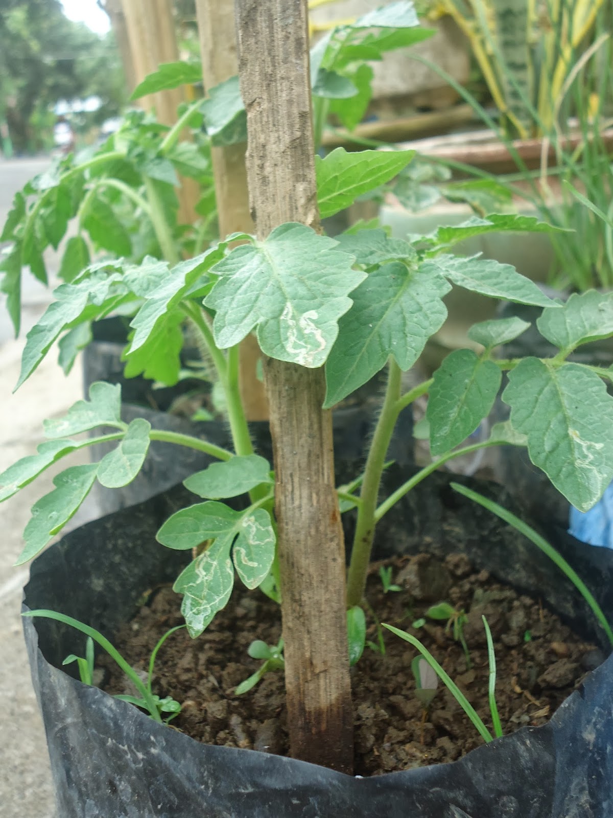 CAKE AZZA: Tomat Ranti