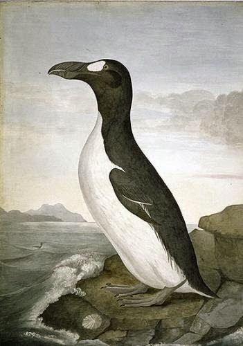 Gran alca o alca gigante (Pinguinus impennis)
