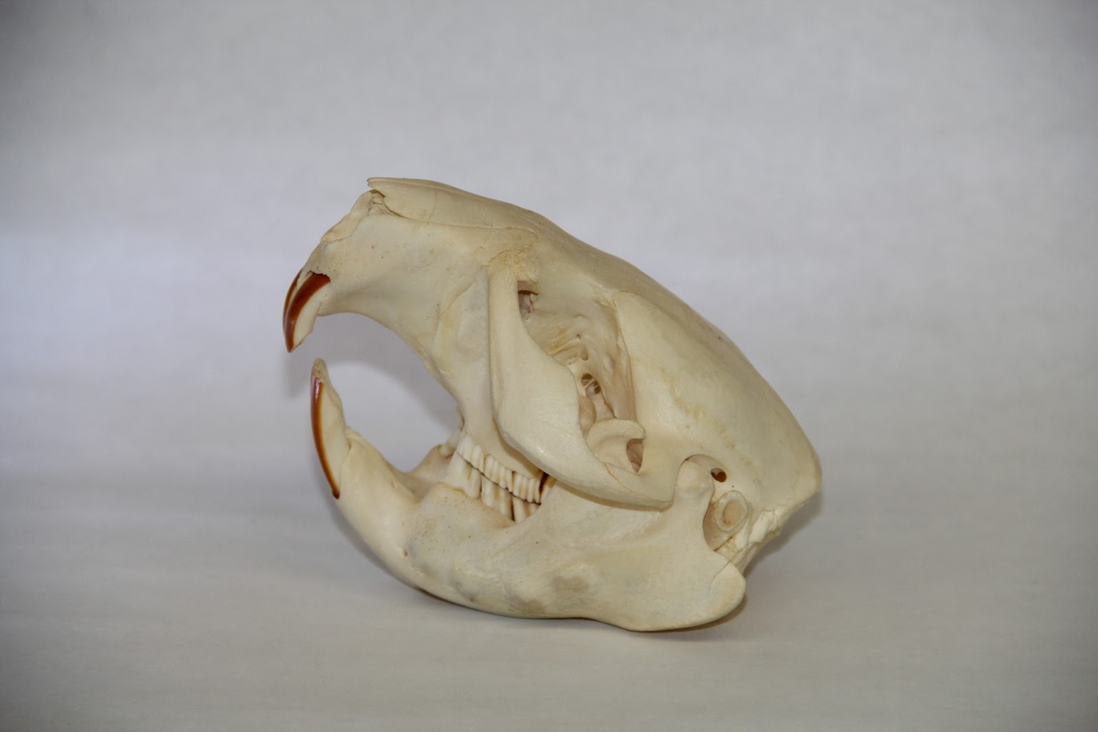 Isabella Conservation District Environmental Education Program: Nature ...