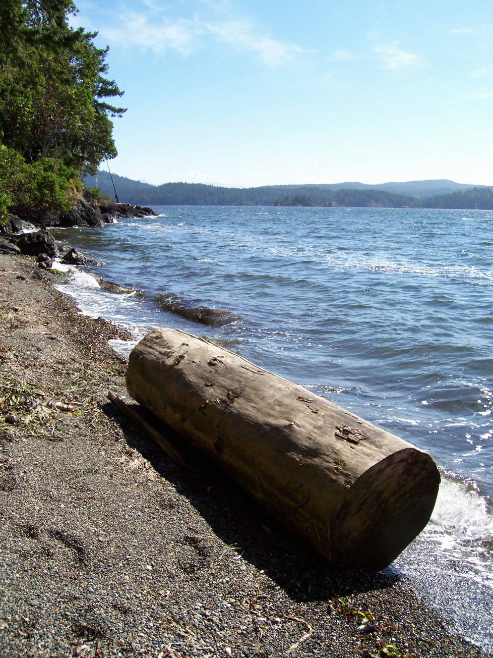 Vancouver Island Big Trees: Drift Logs And Beaches