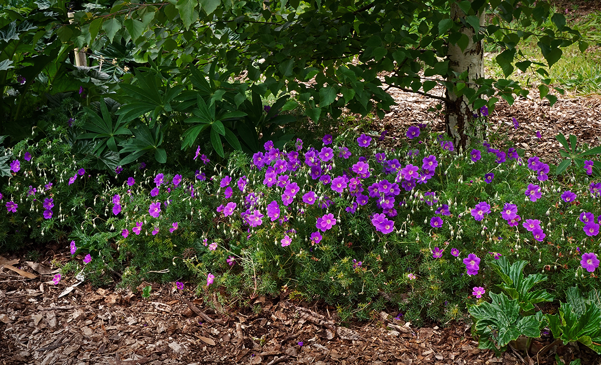 Alpine Geranium Ground Cover