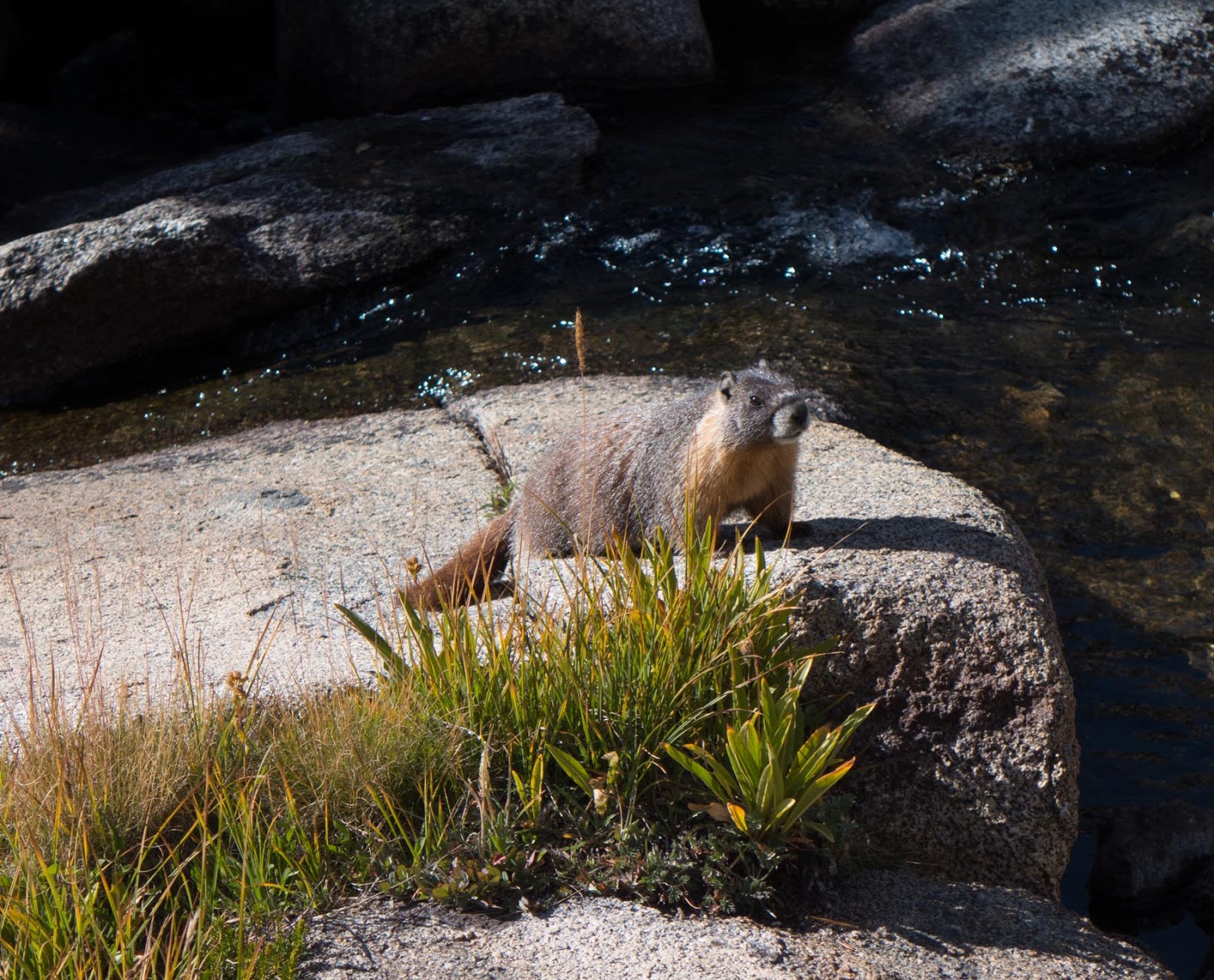 Macpaulster's Blog: Piute Pass, Alpine Col, Darwin Bench, Lamarck Col ...