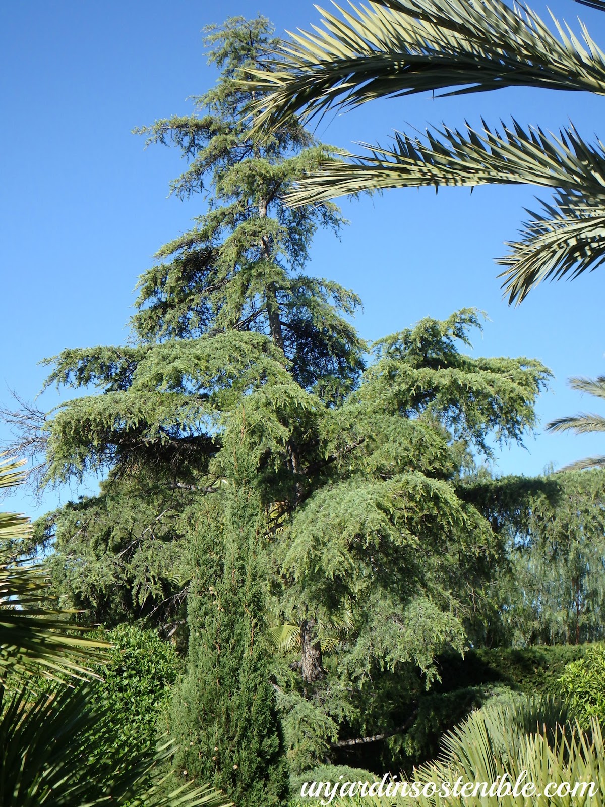 Deodara (Cedro llorón, Cedro del Himalaya, Cedro Deodara)