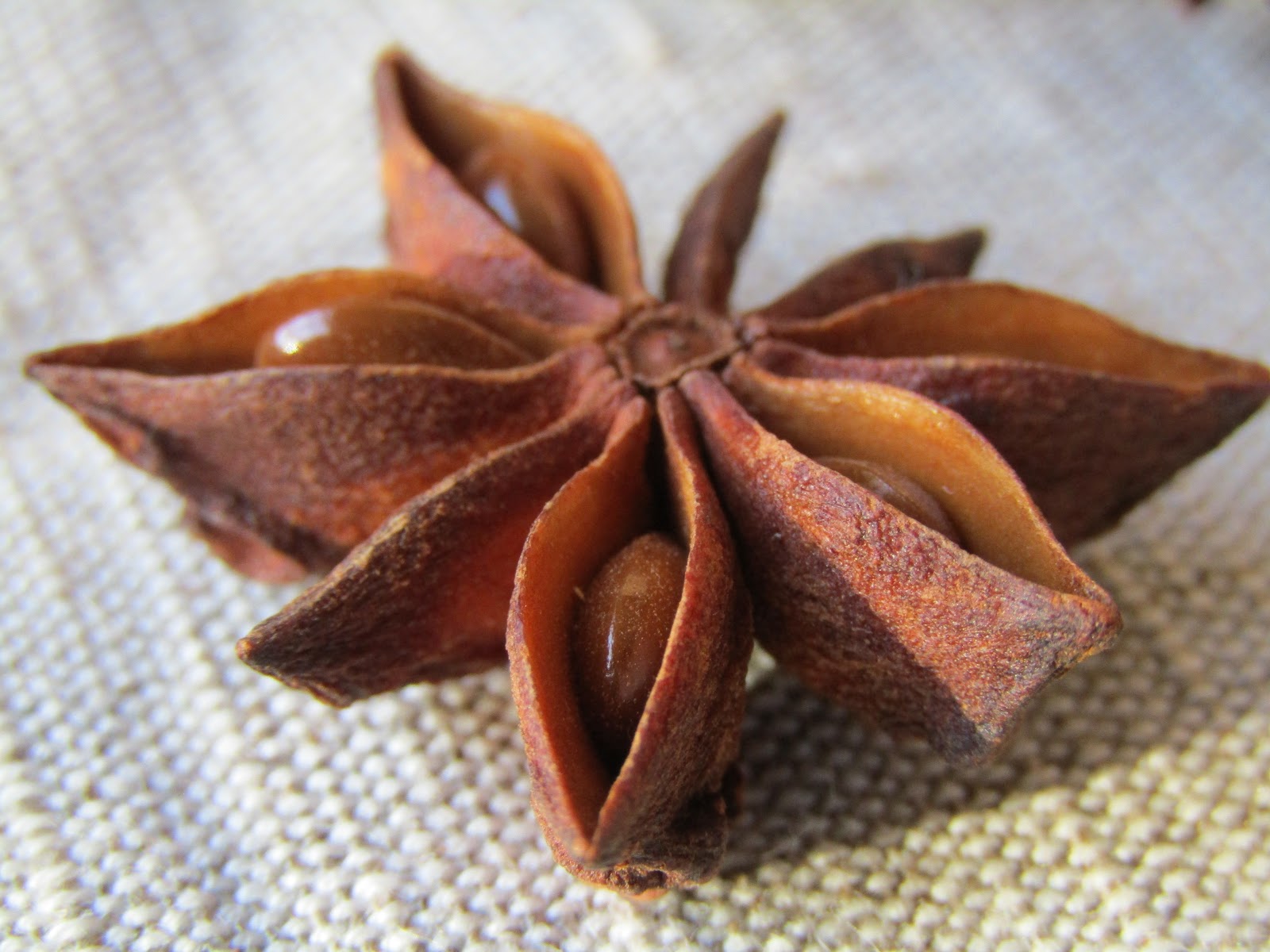 HERBAL PICNIC: STAR ANISE