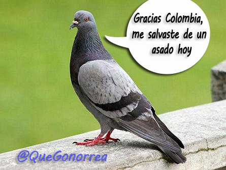 Que gonorrea: La palomas descanzan