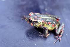 Sapo Dorado (Incilius periglenes)