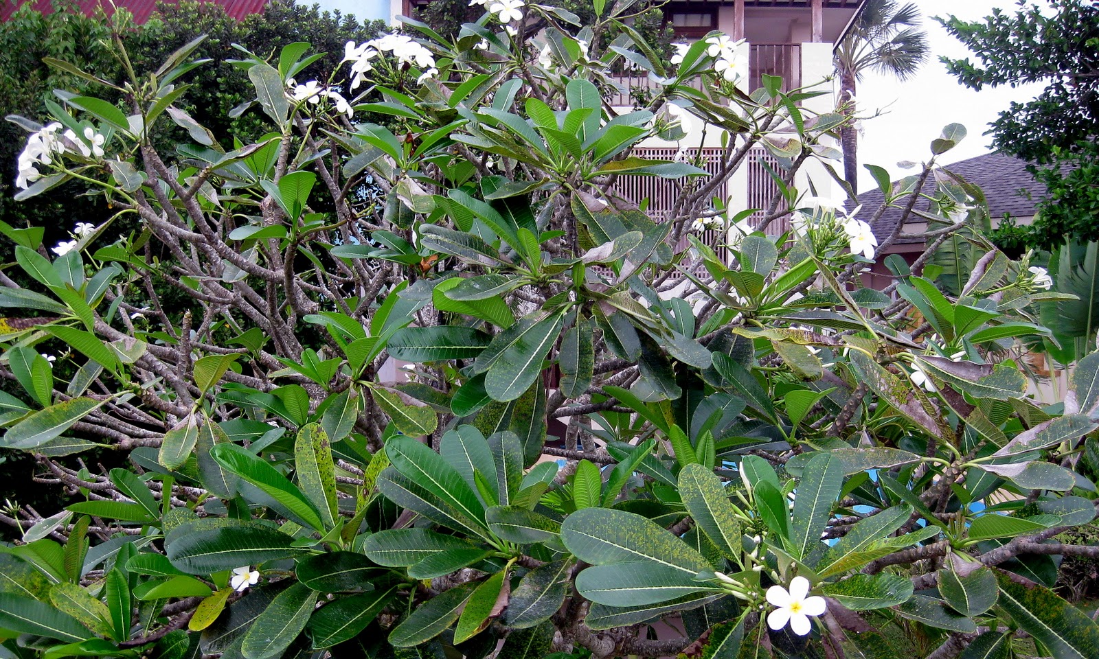 Turning Boholano: Kalachuchi