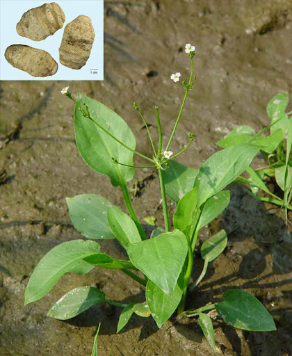 Water plantain rhizome (ZE XIE)-Alisma plantago-aquatica-Rhizoma Alismatis