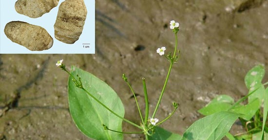Water plantain rhizome (ZE XIE)-Alisma plantago-aquatica-Rhizoma Alismatis