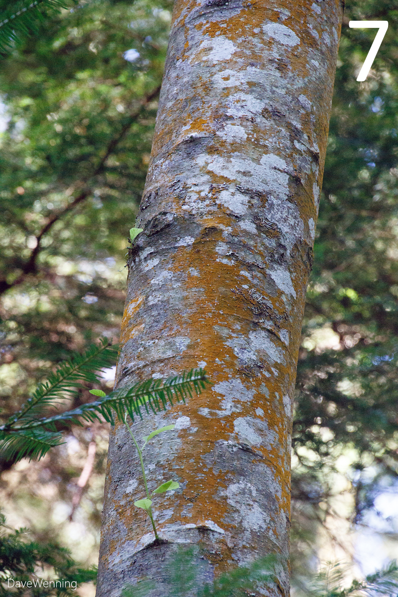 Barking 2: Identifications