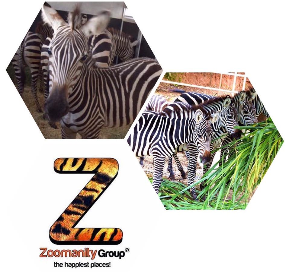 The Kikay Dragon: Zoobic Safari: Zebras in Their New Santuary