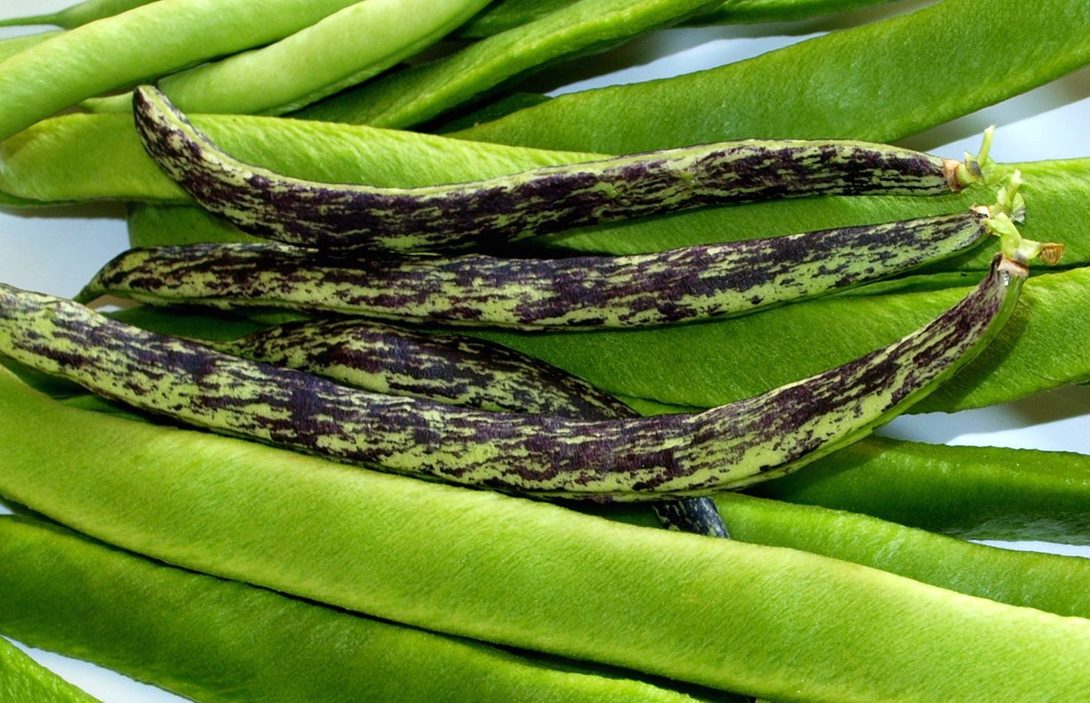 Mark's Veg Plot: Patriotic Beans