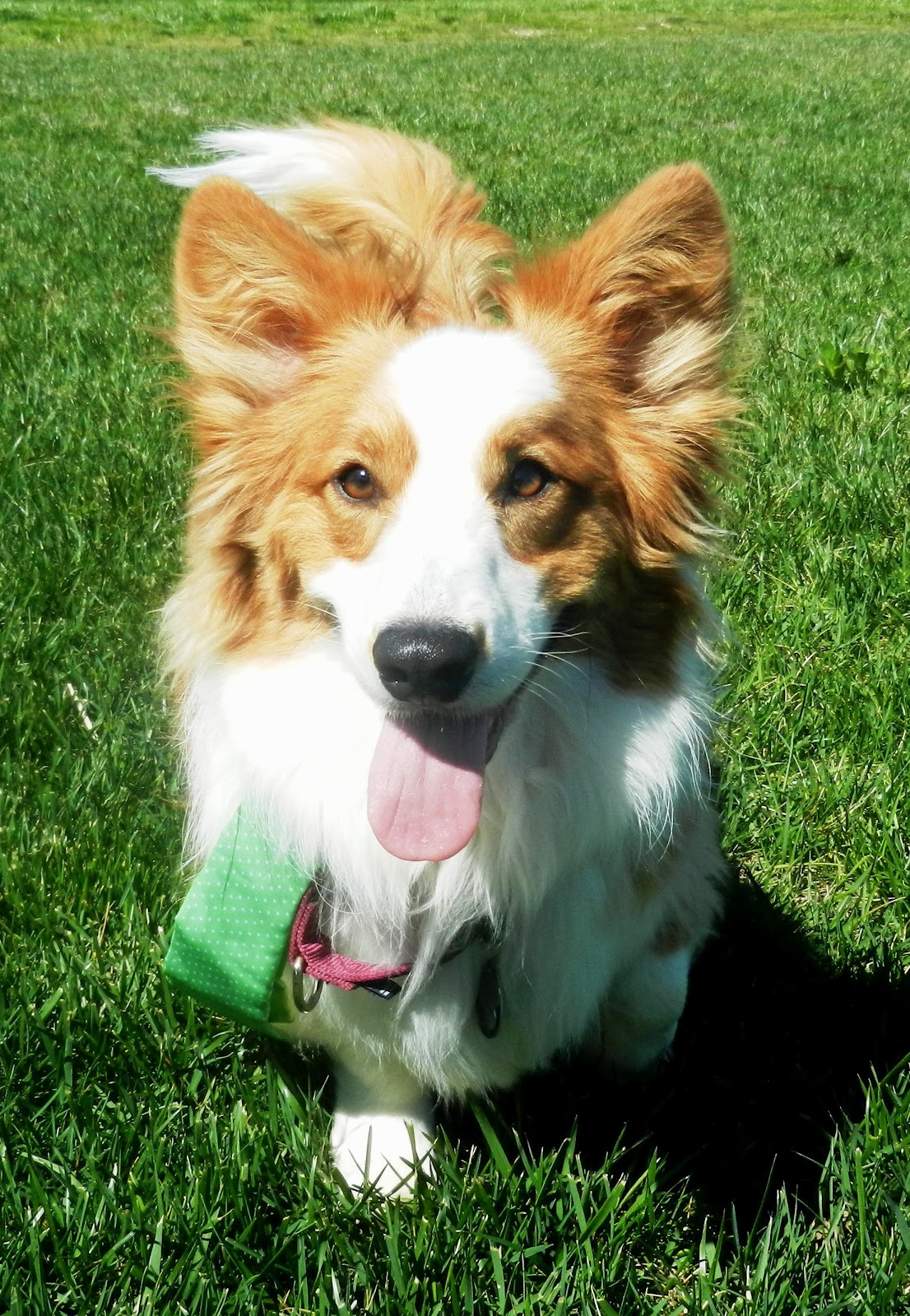 The Chronicles of Cardigan: Cute Welsh Corgis and Guys in Ties