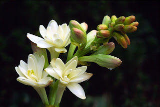 Bunga di Malam Hari, Bunga Sedap Malam:Blog Bunga