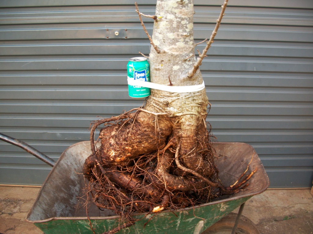 LENNARD'S BONSAI BEGINNINGS.: Adansonia digitata (Baobab)- African ...