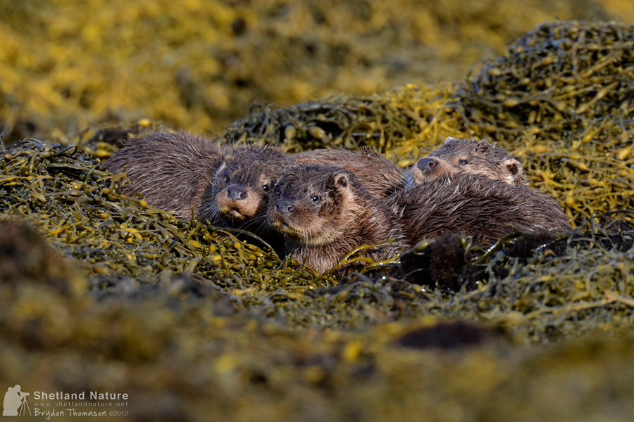 Shetland Otter Watching: Life in a holt for a Shetland Otter family