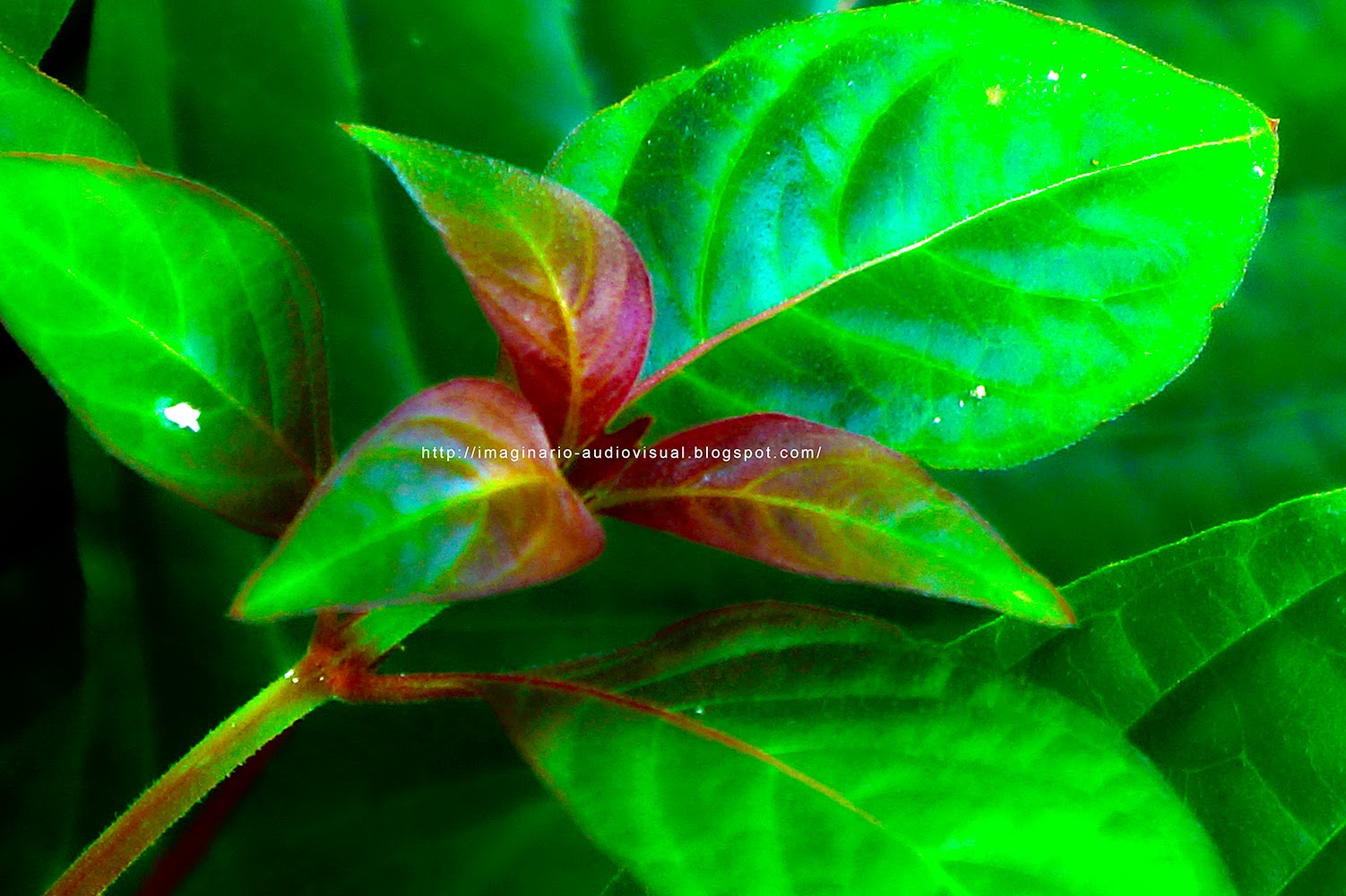 Chichipince - Snapshots of the past