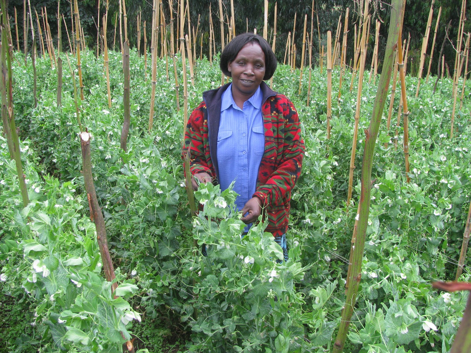 Laikipia Rural Voices (LRV): KAPAP transforms farming in Nyandarua