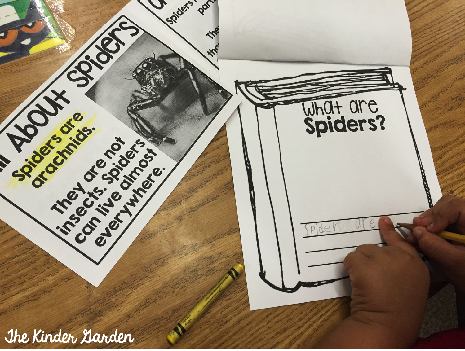 The Kinder Garden: Spider Study!