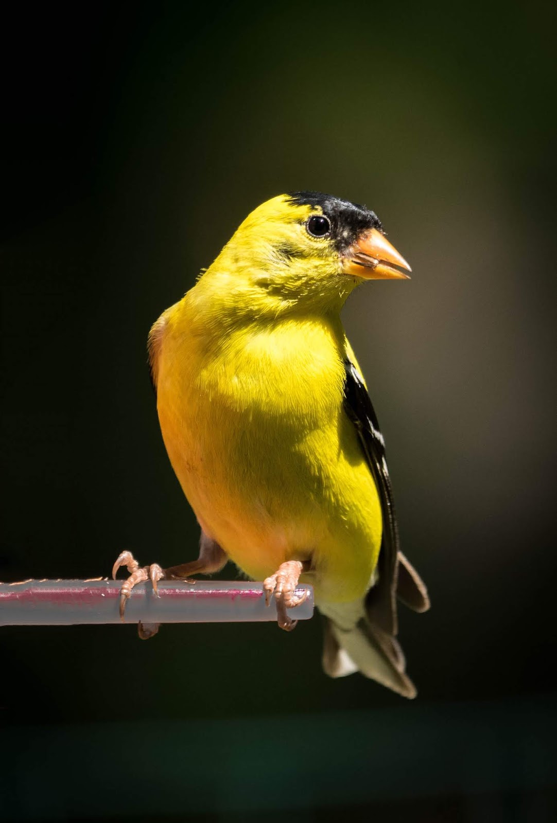 The Whodunit Photographer: Male goldfinch